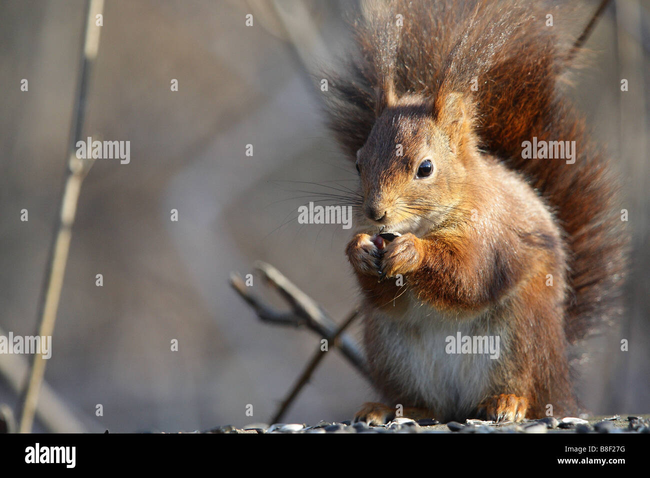 Red squirrel with sunflower hi-res stock photography and images - Alamy