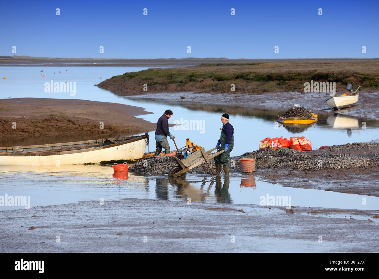 Fishermen Gathering Mussels from the many Salt Marshes on the North ...