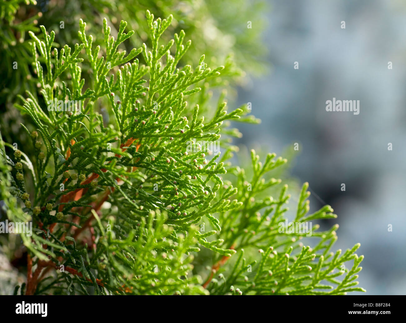 Thuya hi-res stock photography and images - Alamy