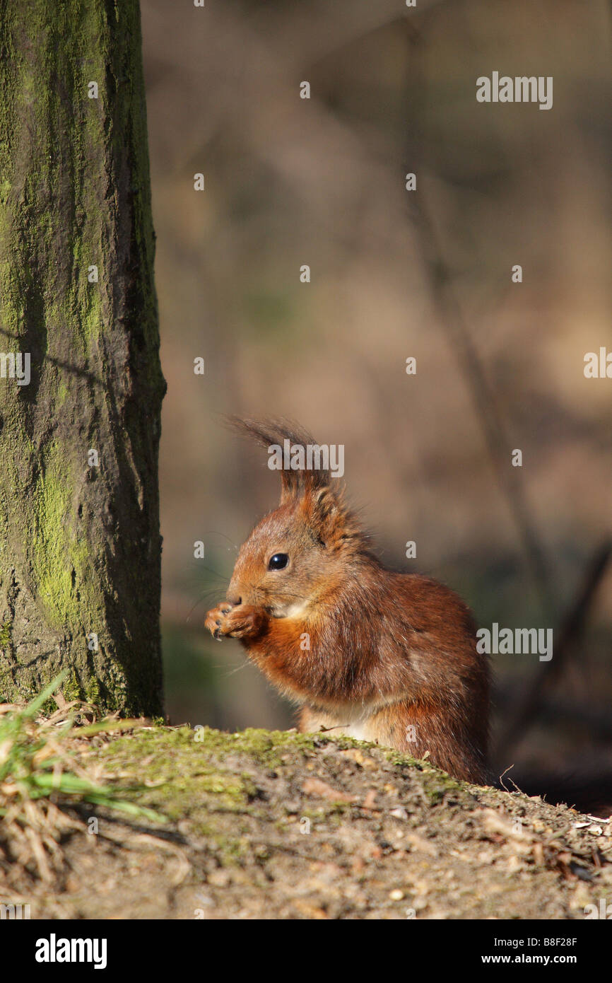 red squirrel eating Stock Photo - Alamy