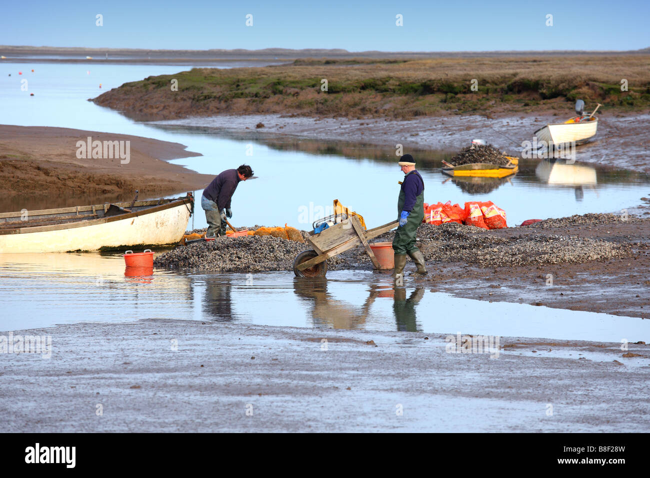 Fishermen Gathering Mussels from the many Salt Marshes on the North ...