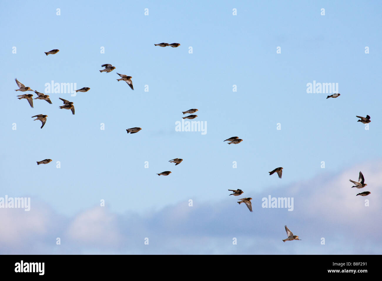 Snow bunting in flight bird hi-res stock photography and images - Alamy
