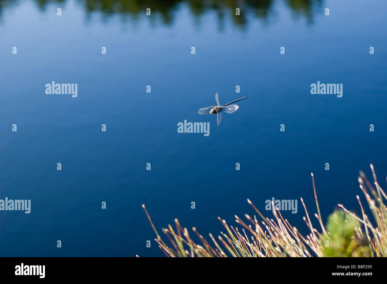 Dragon float hi-res stock photography and images - Alamy