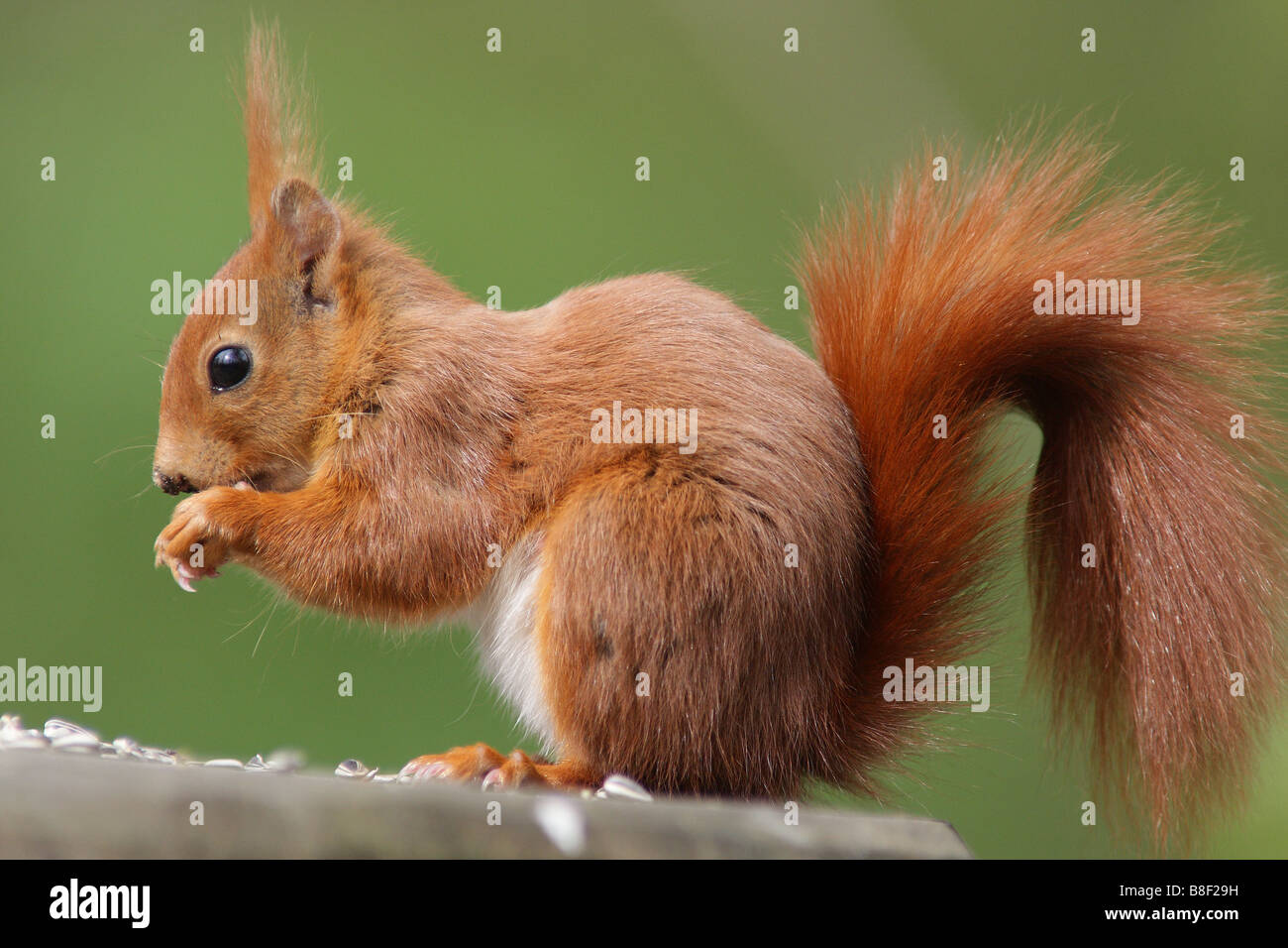 Squirrel eating sunflower seeds hi-res stock photography and images - Alamy