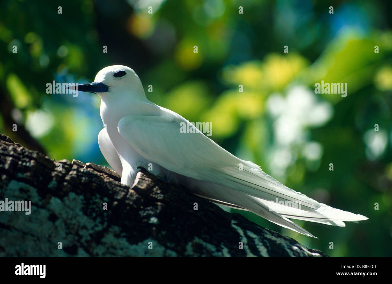 White Tern Gygis alba Stock Photo - Alamy