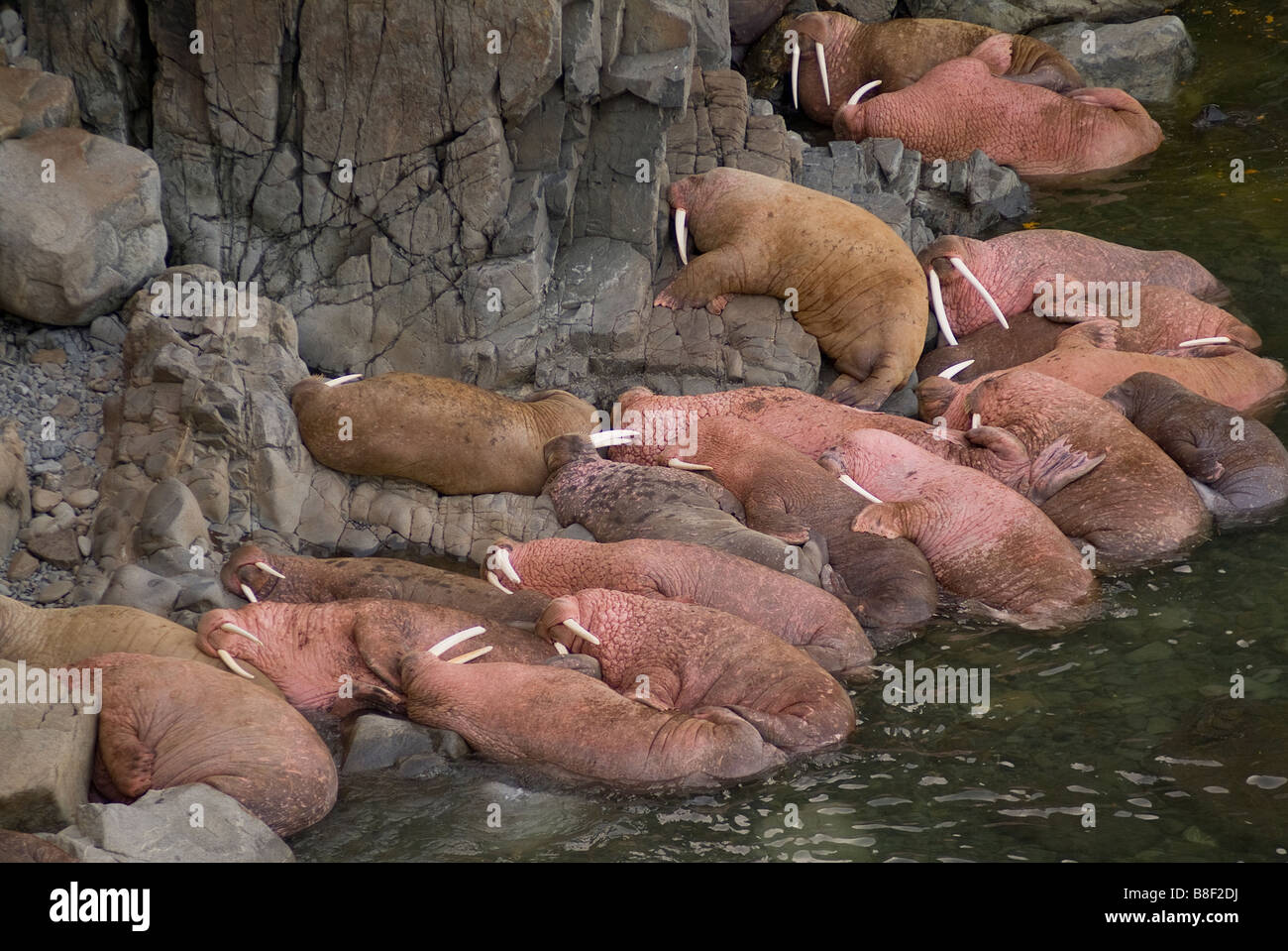 Walruses Odobenus rosmarus divergens Walrus Islands State Game ...