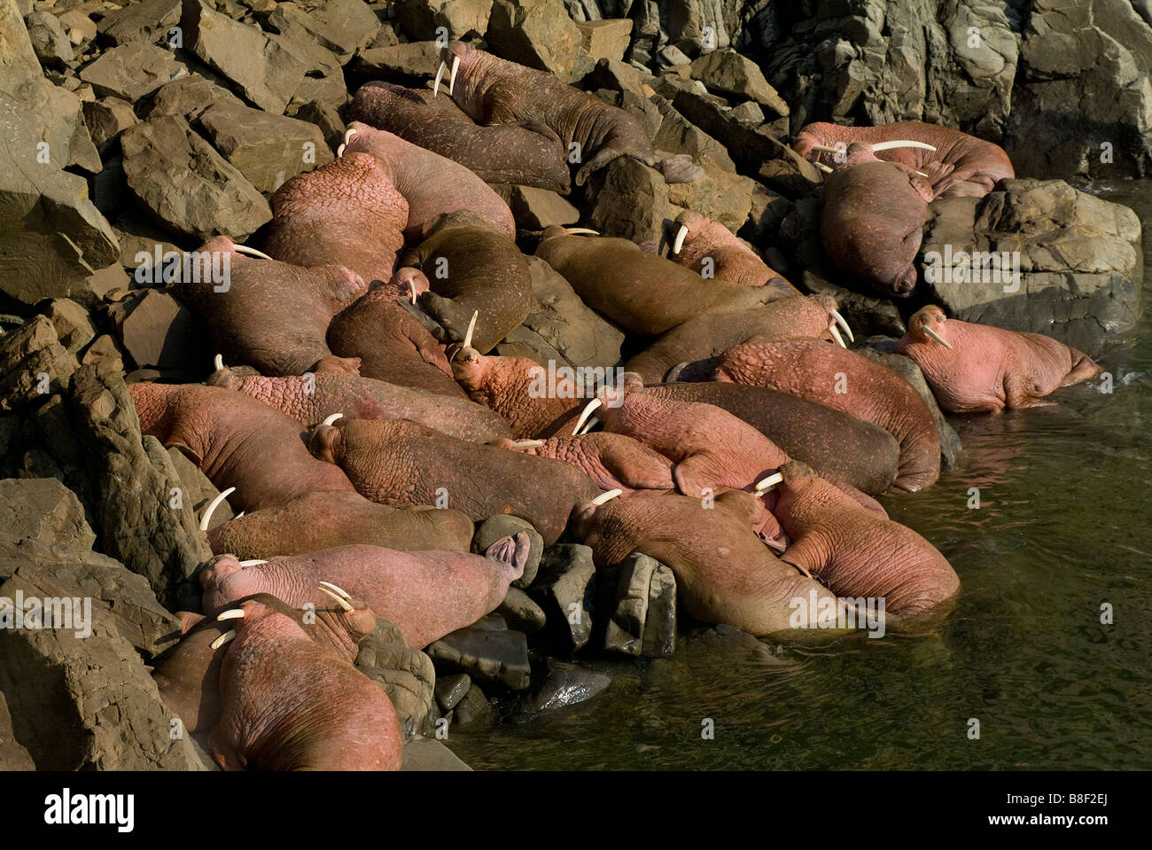 Walruses Odobenus rosmarus divergens Walrus Islands State Game ...