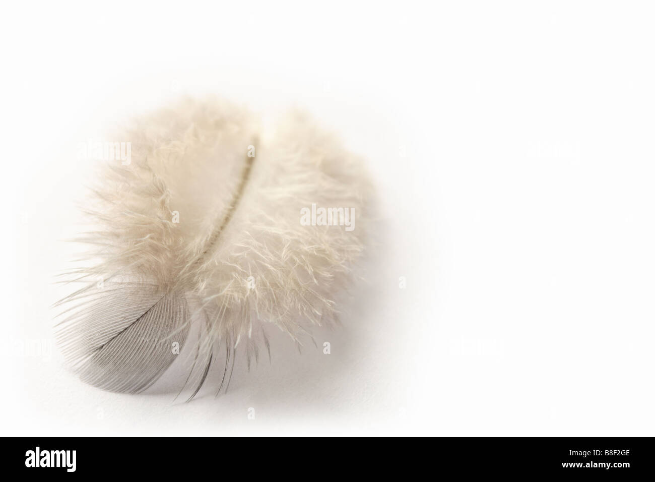 Bird feather hi-res stock photography and images - Alamy
