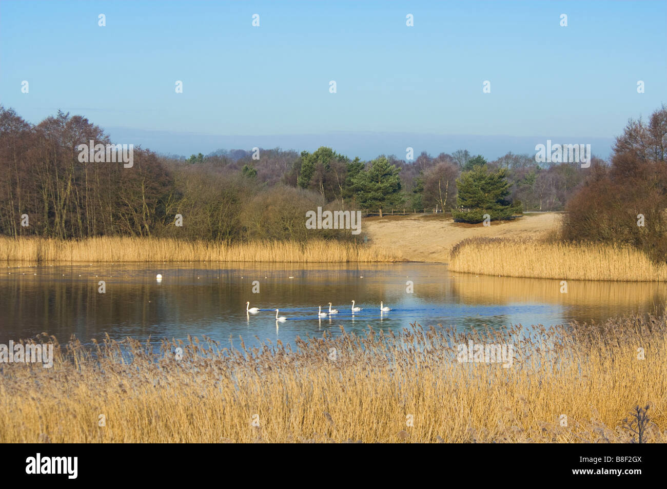Frensham surrey autumn hi-res stock photography and images - Alamy