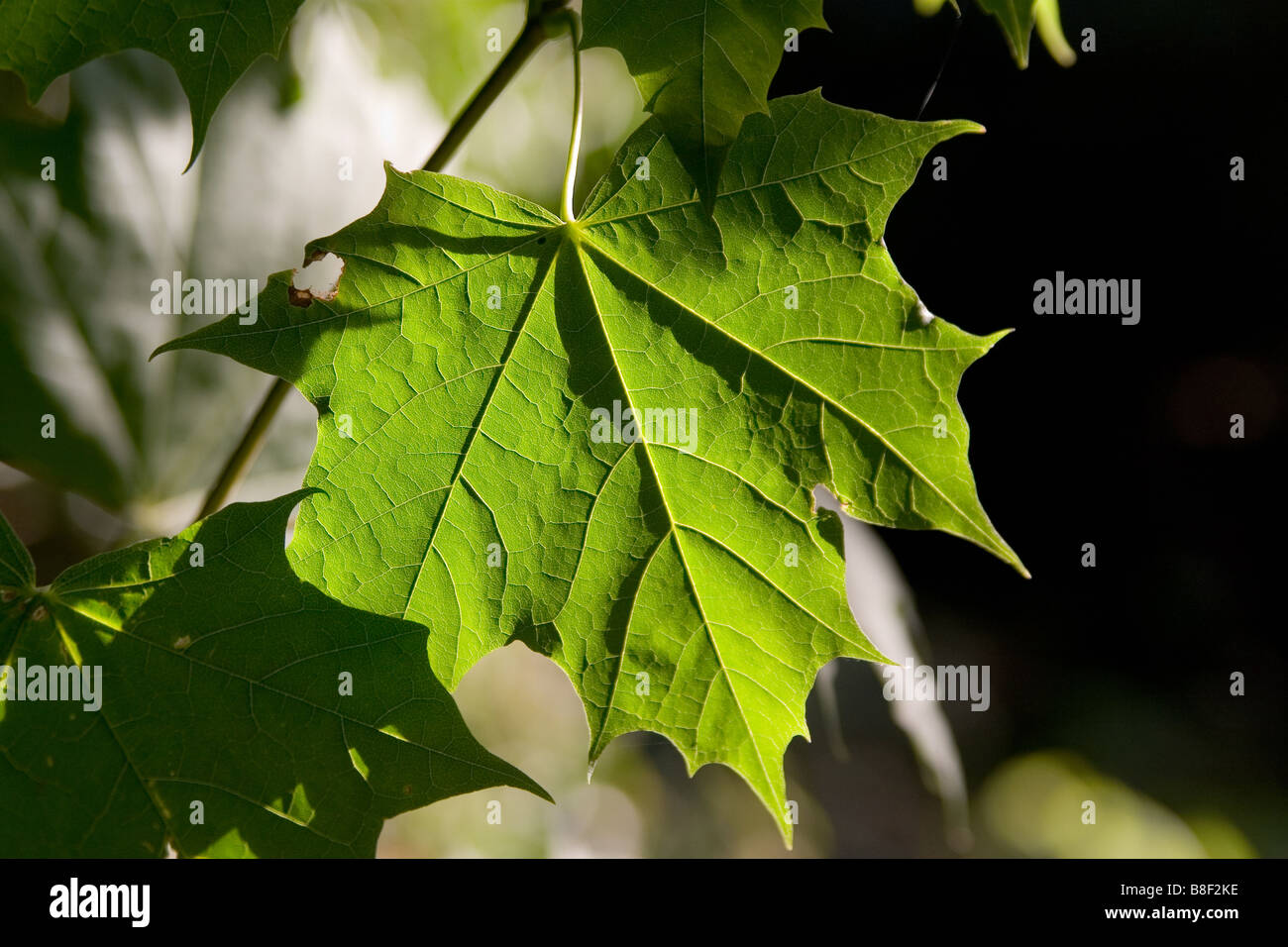 Maple leaf backlit Stock Photo - Alamy