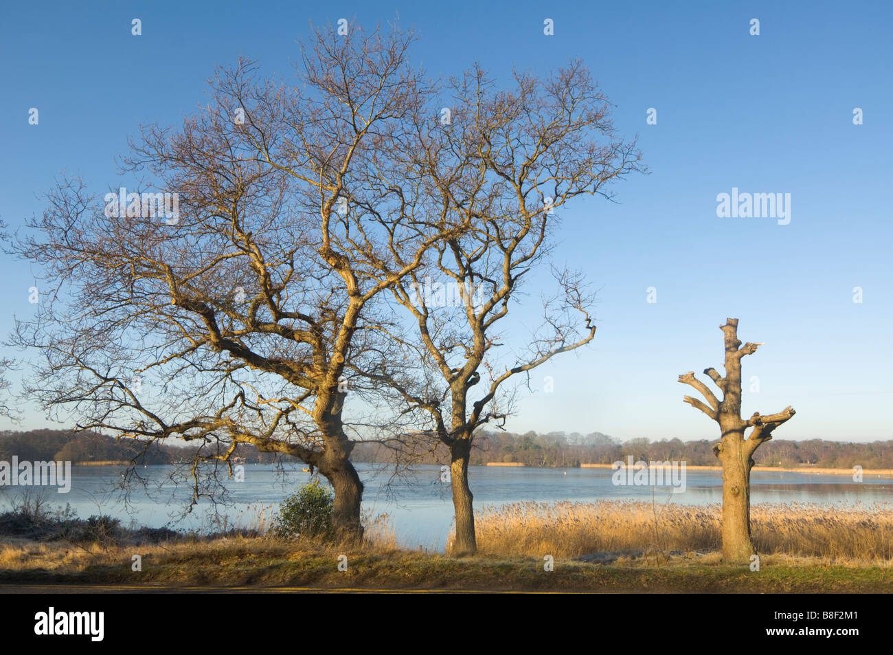 Frensham surrey autumn hi-res stock photography and images - Alamy