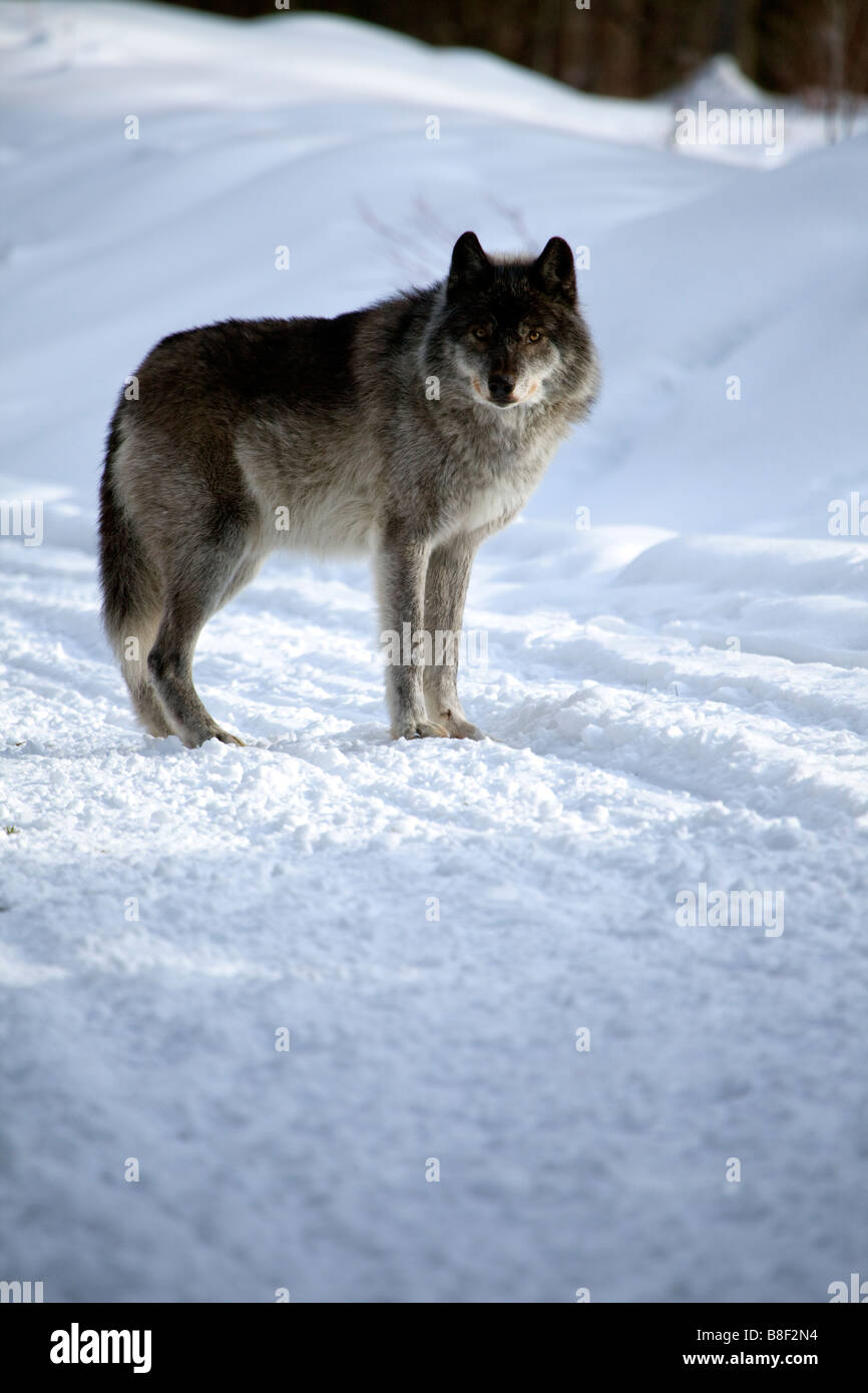 Canadian wolf hi-res stock photography and images - Alamy