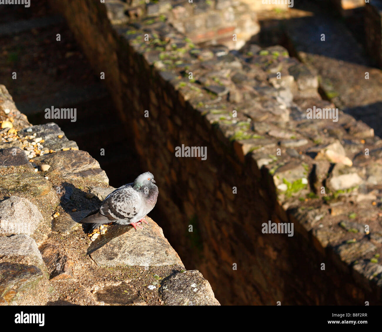 Pigeon on stone wall Stock Photo - Alamy