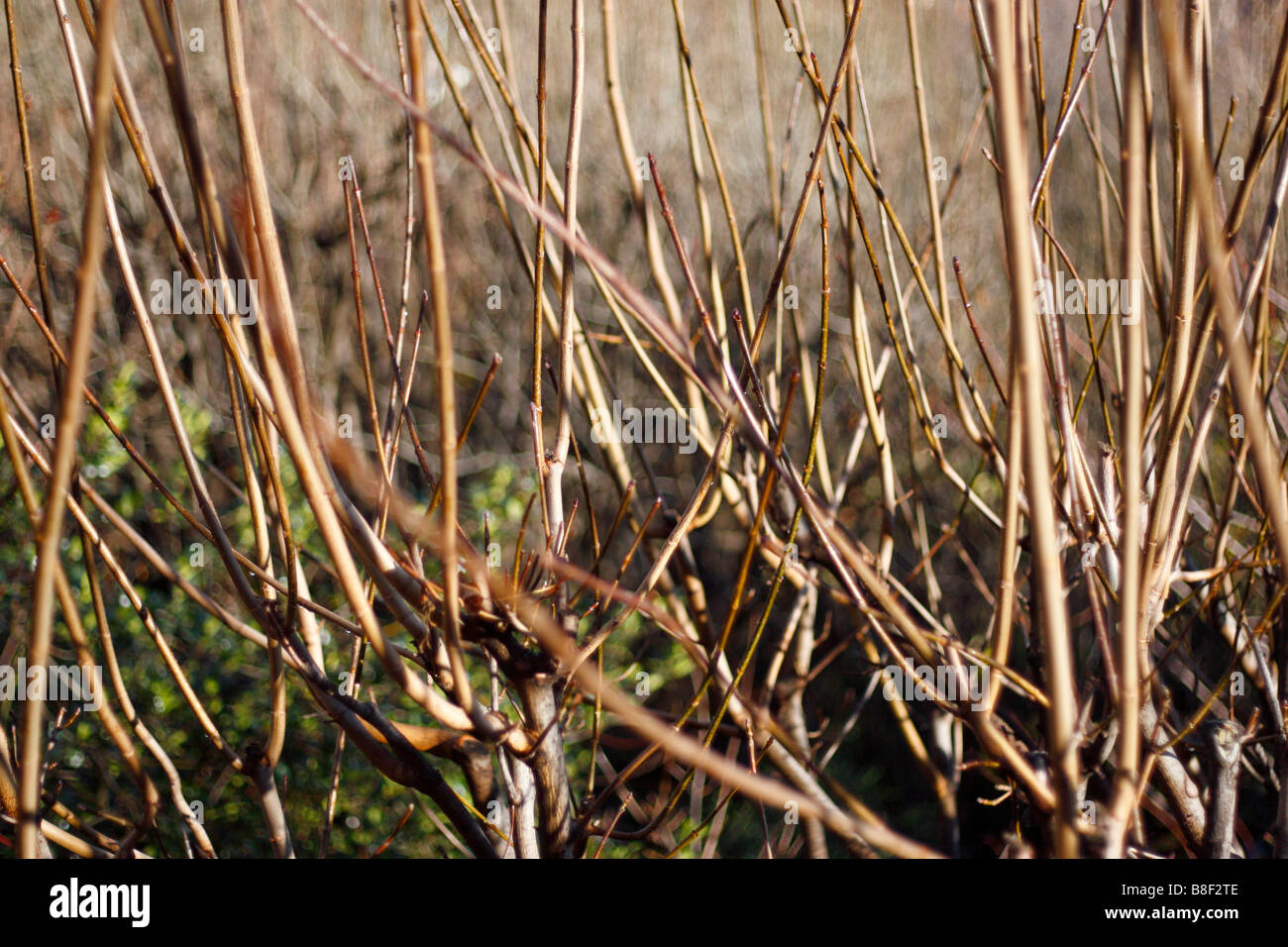Cross tree field bush hi-res stock photography and images - Alamy