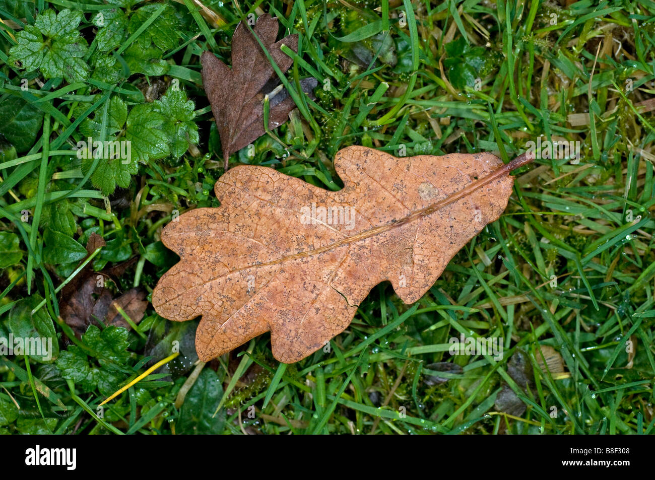 Deciduous leaf hi-res stock photography and images - Alamy
