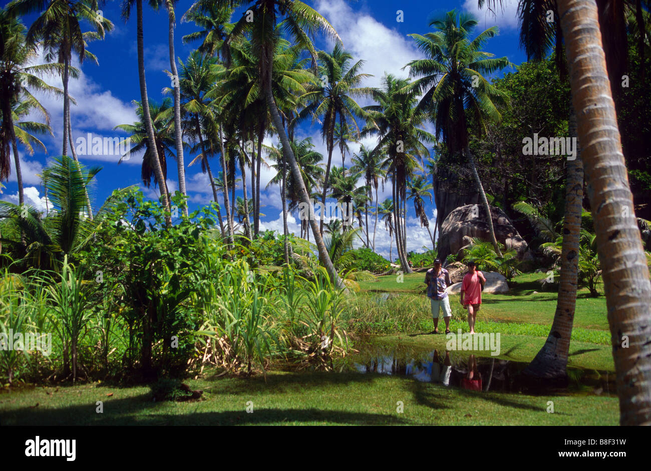 A Walk on through a Palm Tree Grove Stock Photo - Alamy