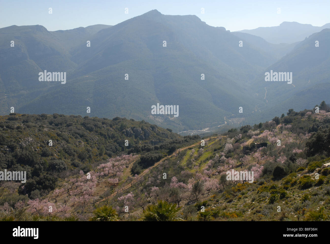 Almond orchards hi-res stock photography and images - Alamy