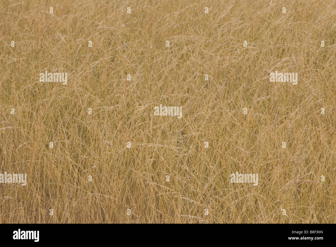 Long dead hi-res stock photography and images - Alamy