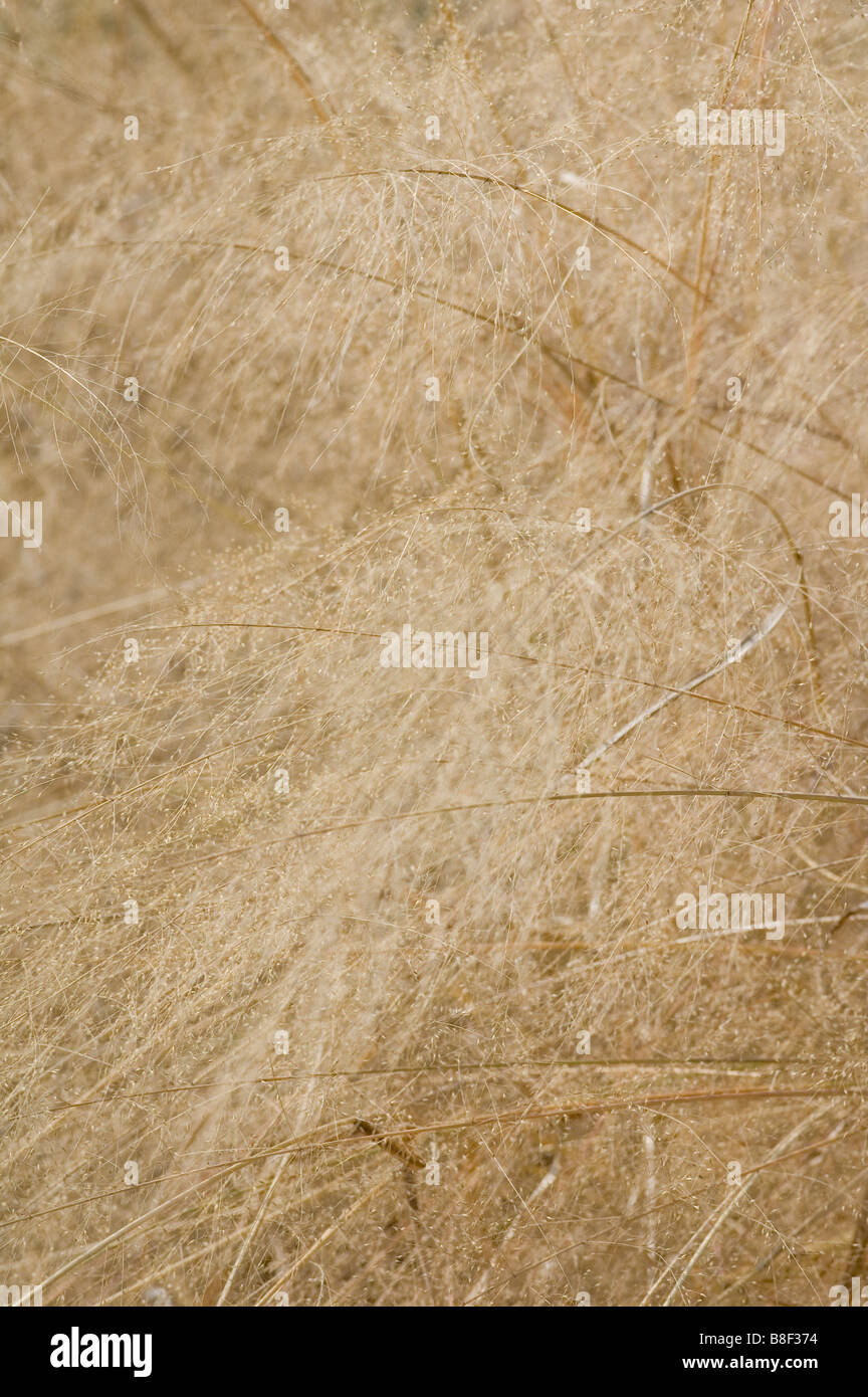 Dead corn hi-res stock photography and images - Alamy