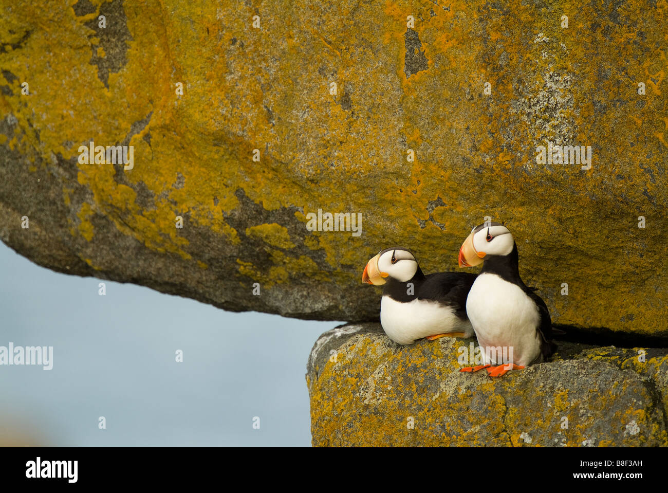 Puffin nesting island hi-res stock photography and images - Alamy