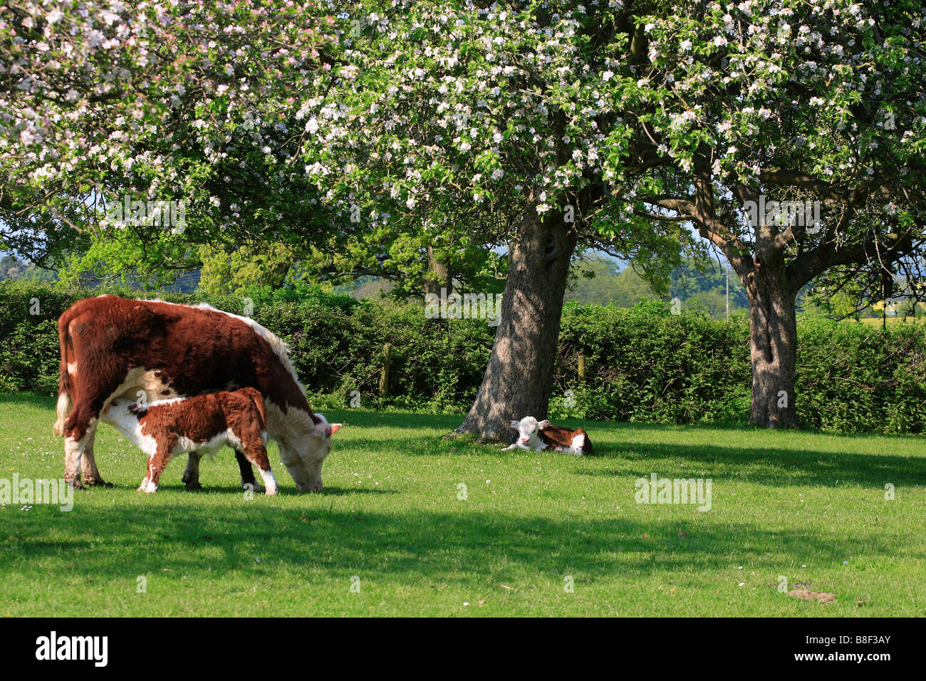Hereford cider hi-res stock photography and images - Alamy