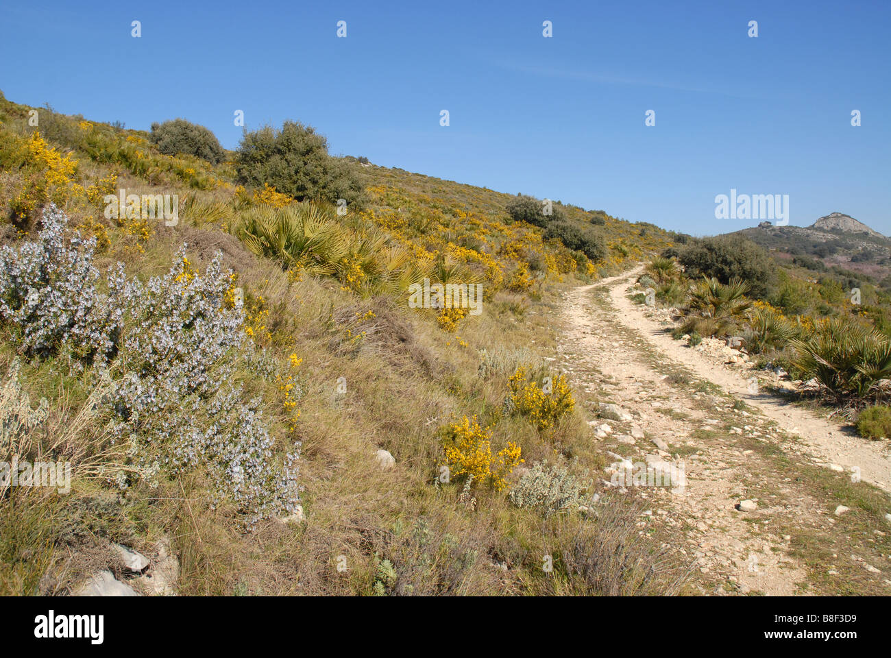 track with wild rosemary and gorse in flower, near Benimaurell, Vall de ...