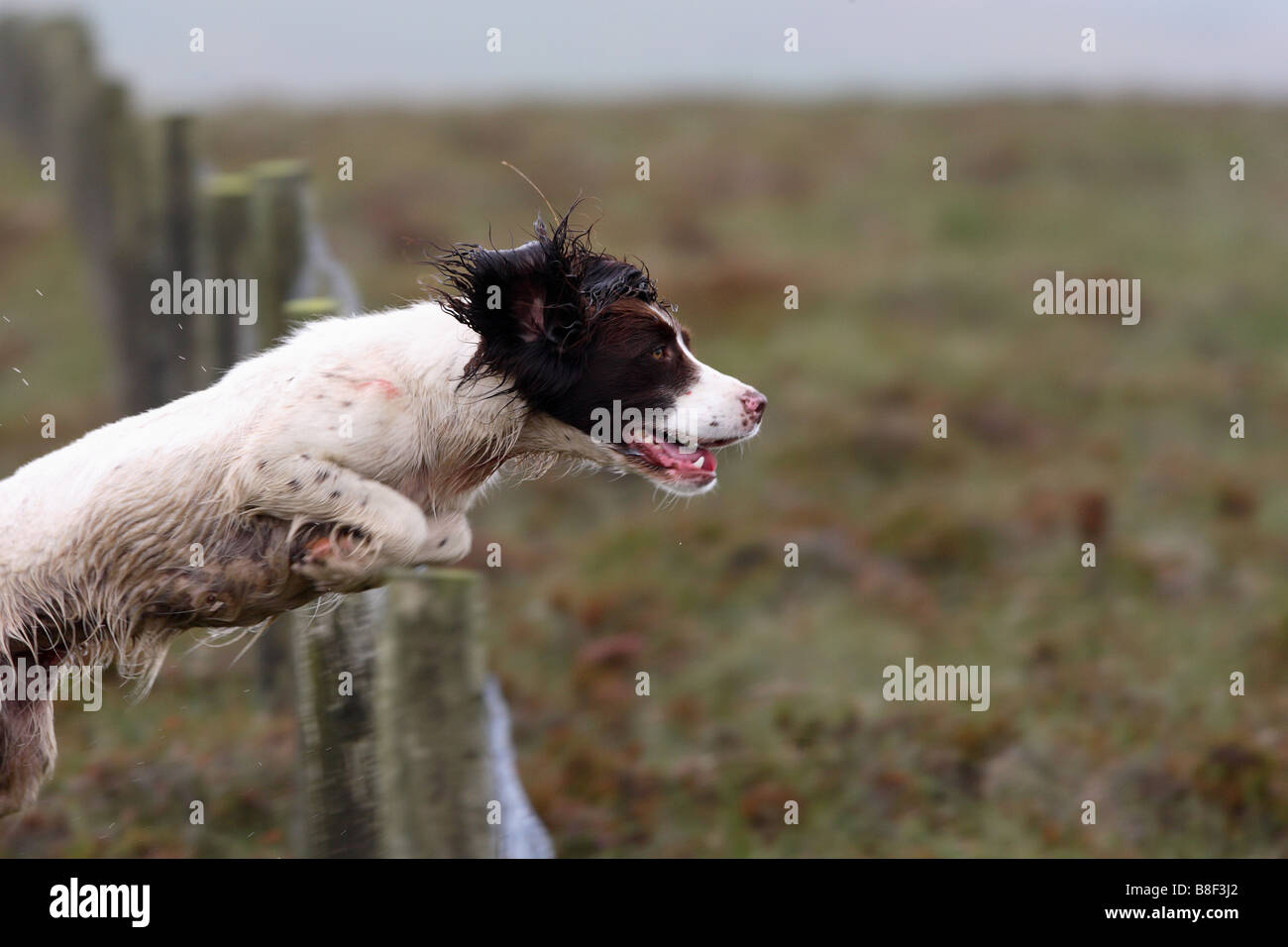 Gun Dog Jumping Fence Stock Photo - Alamy