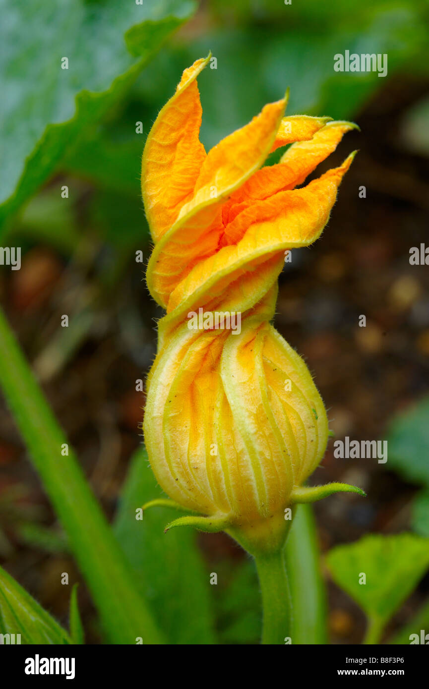Marrow plant hi-res stock photography and images - Alamy