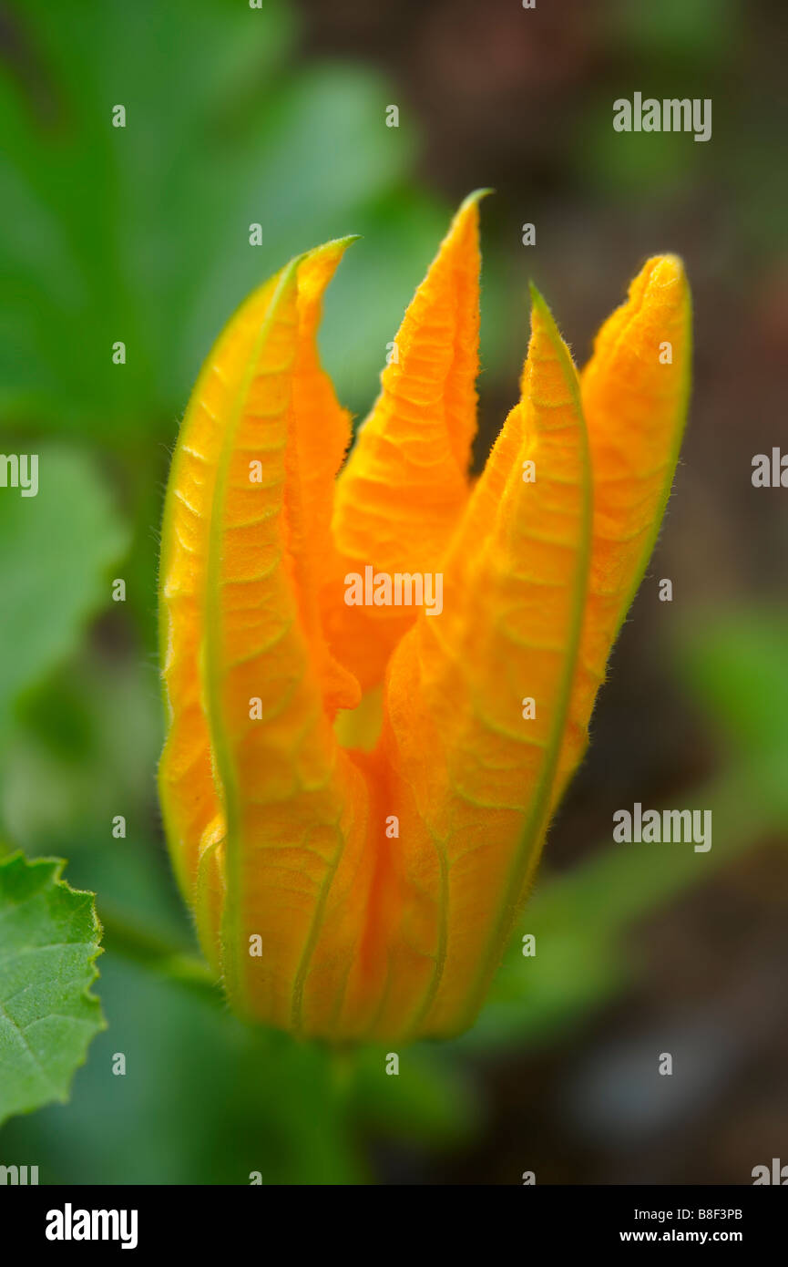 Marrow plant hi-res stock photography and images - Alamy
