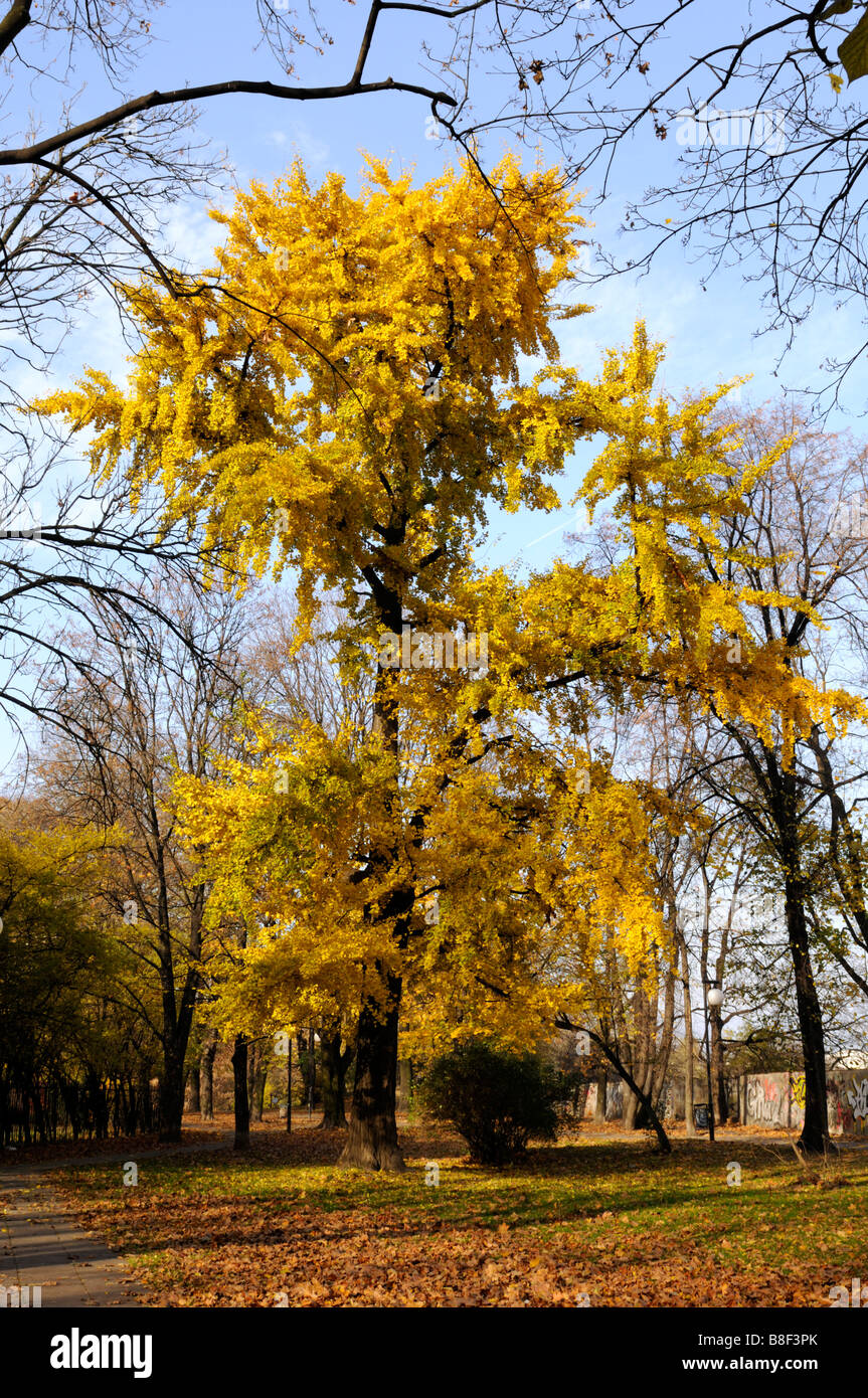 Autumn tree, Warsaw, Poland Stock Photo - Alamy