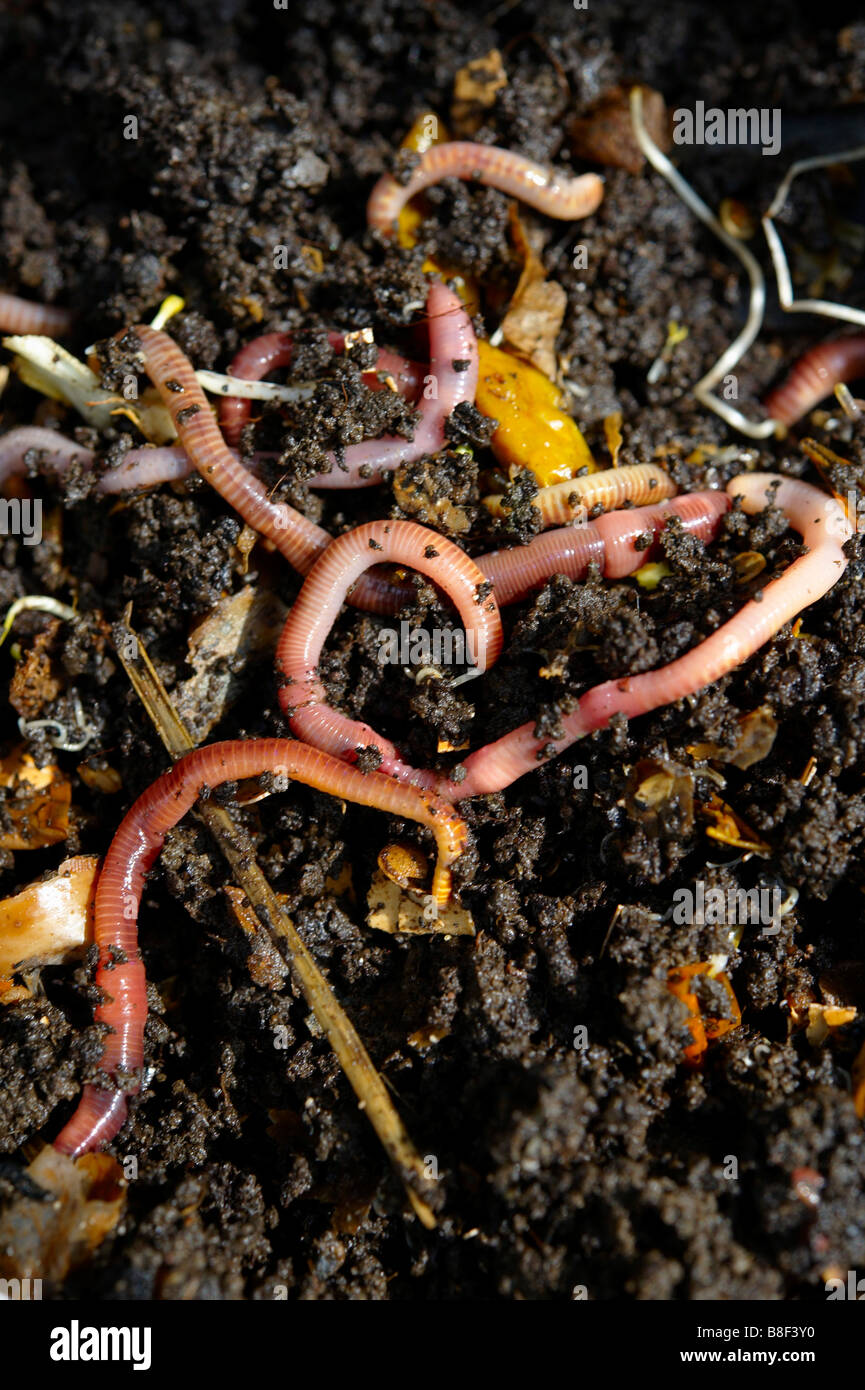 Close up of live worms in a worry compost creating garden vermicompost ...