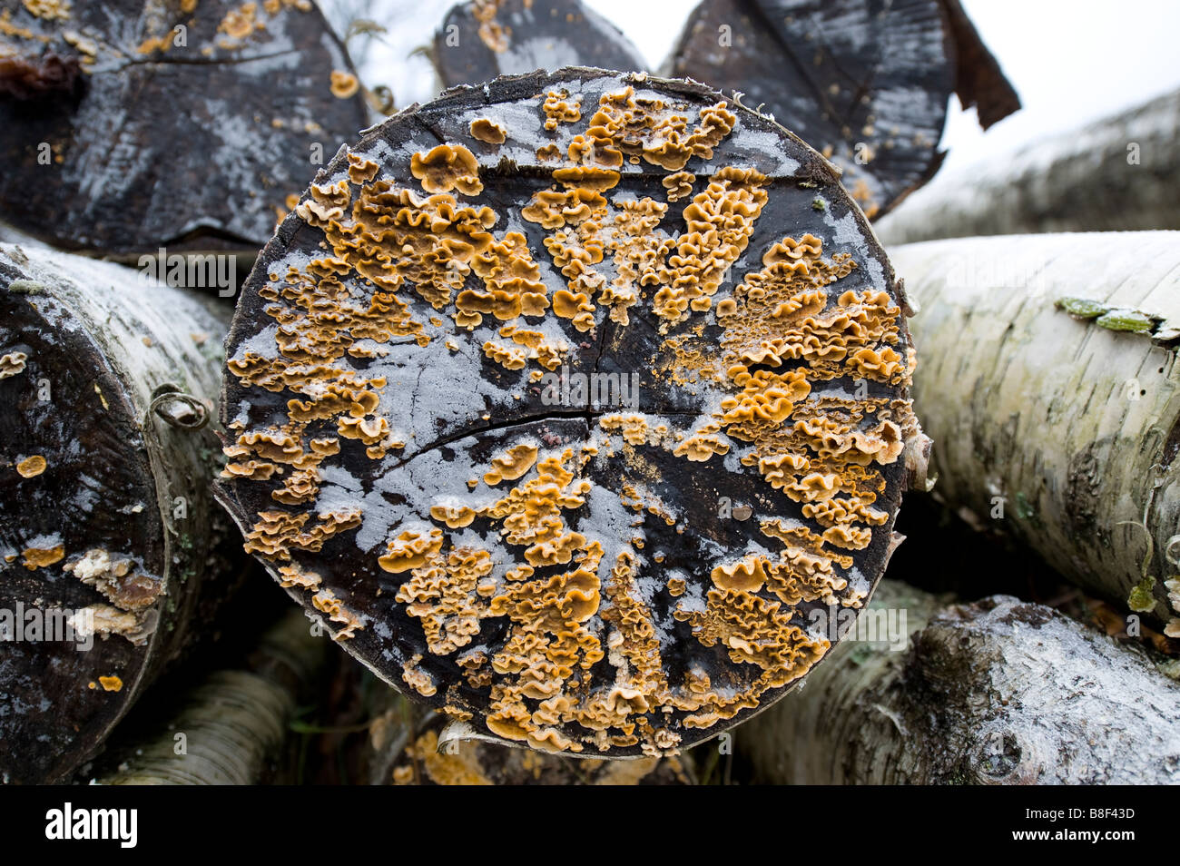 Cut down birk trees, Sweden Stock Photo - Alamy