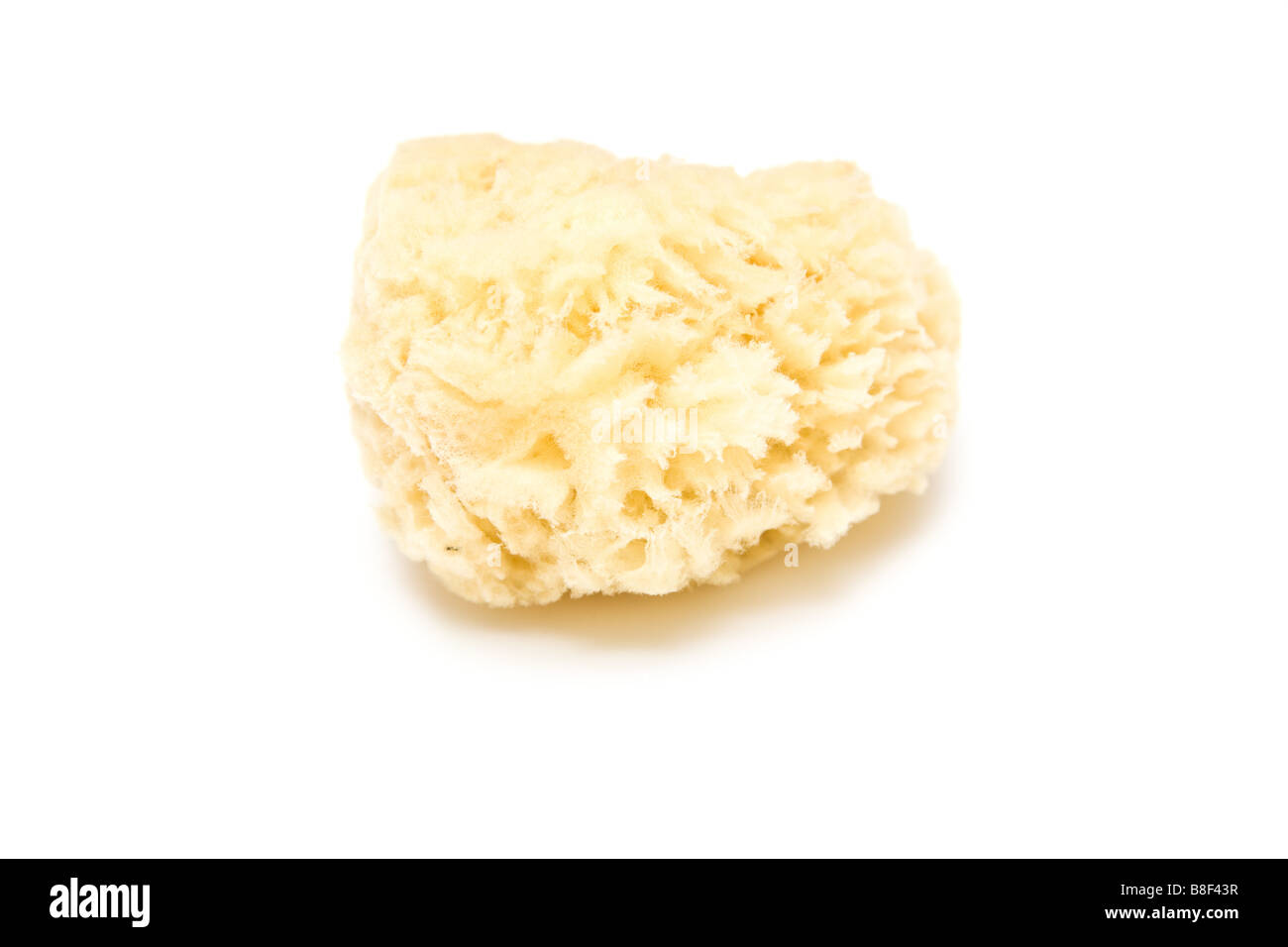 natural sponge isolated on a white studio background Stock Photo - Alamy