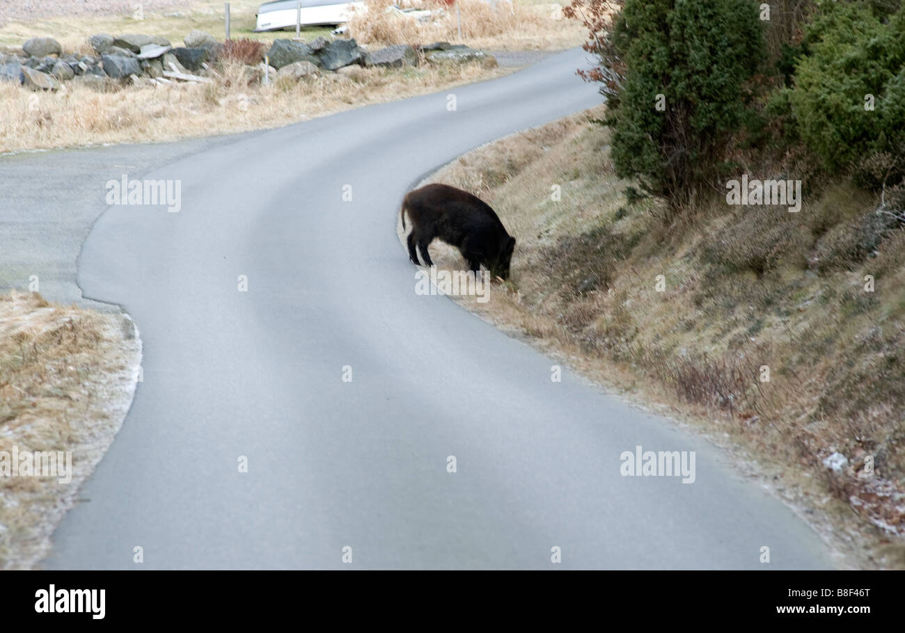 wild boar, Onsala peninsula, Halland, Sweden Stock Photo - Alamy