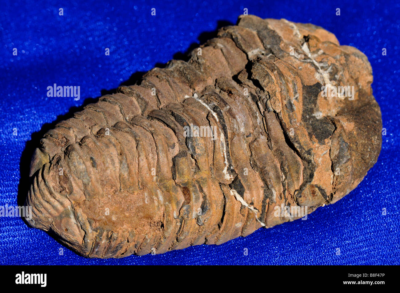 Calymene fossil trilobite hi-res stock photography and images - Alamy