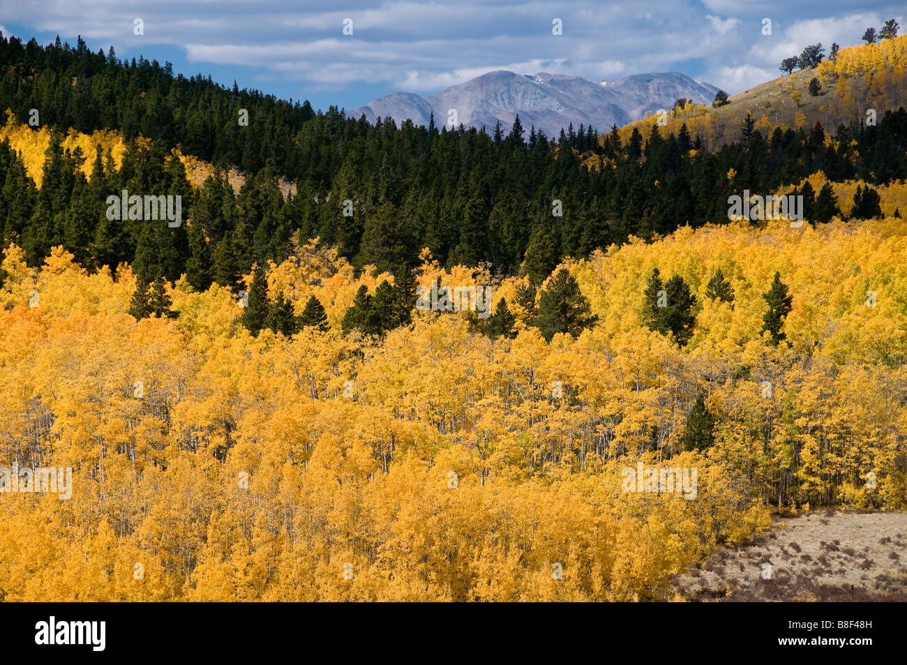 Pass the leaf hi-res stock photography and images - Alamy
