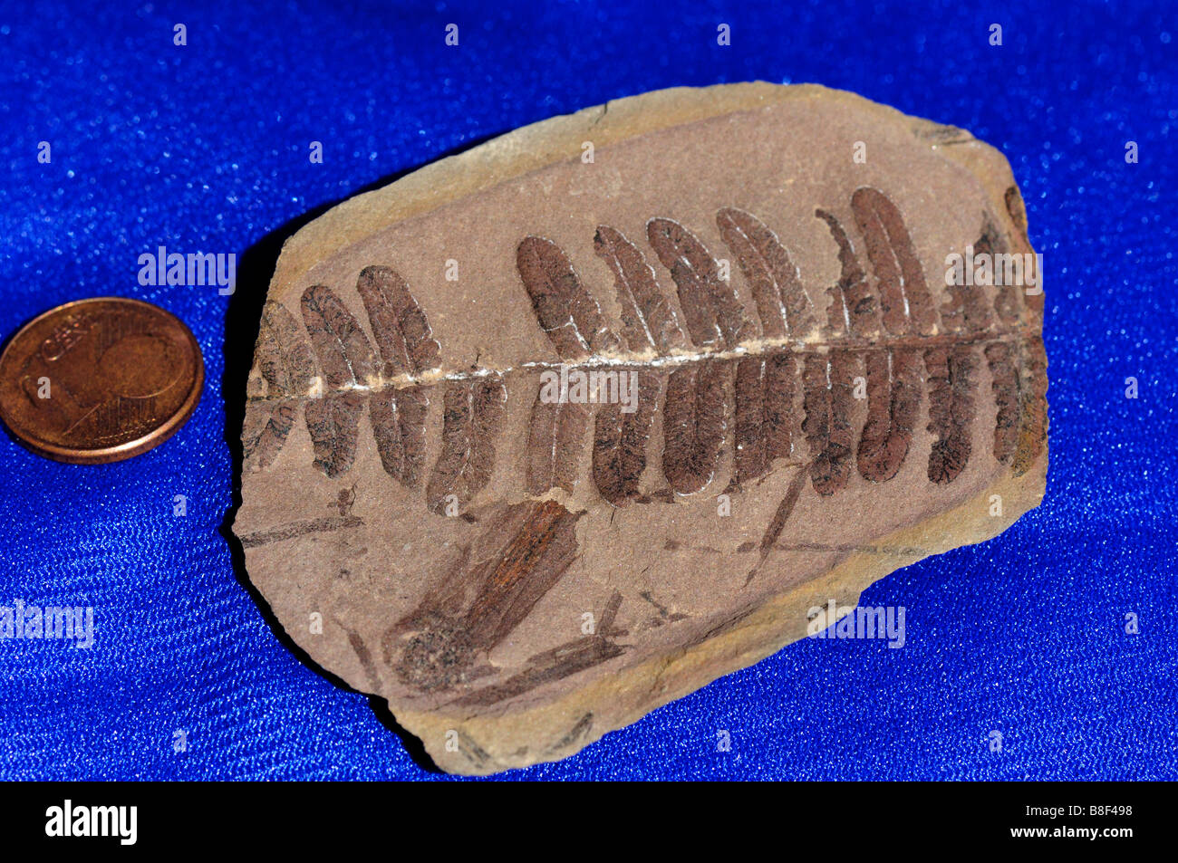 Fossil fern Pecopteris of Pennsylvanian age (Carboniferous) from Mazon ...