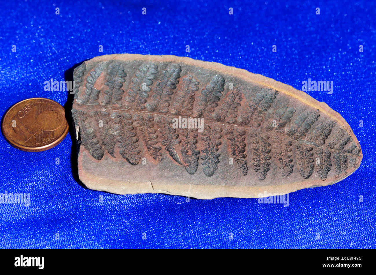 Fossil fern Pecopteris of Pennsylvanian age (Carboniferous) from Mazon ...
