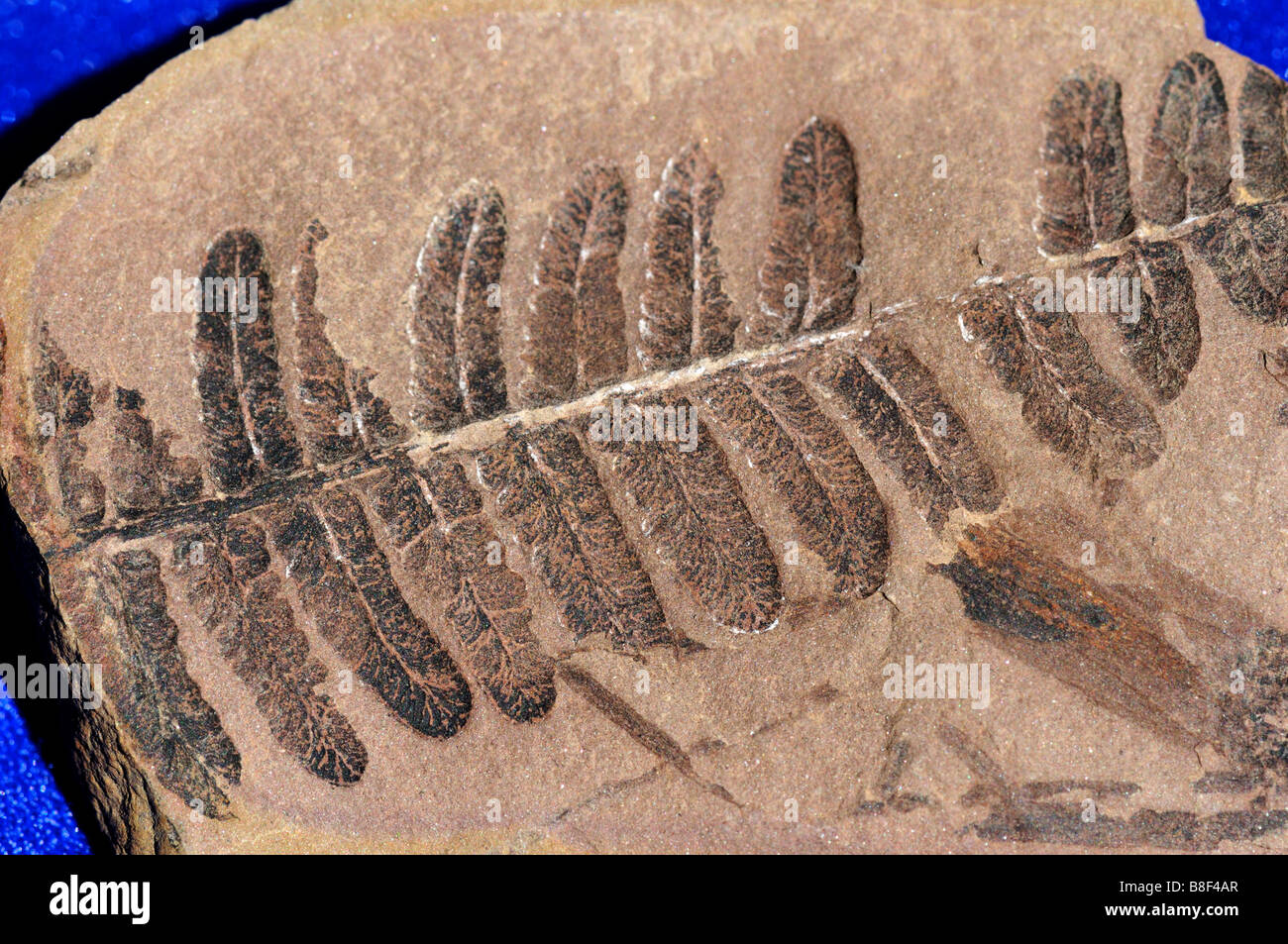 Fossil tree fern hi-res stock photography and images - Alamy