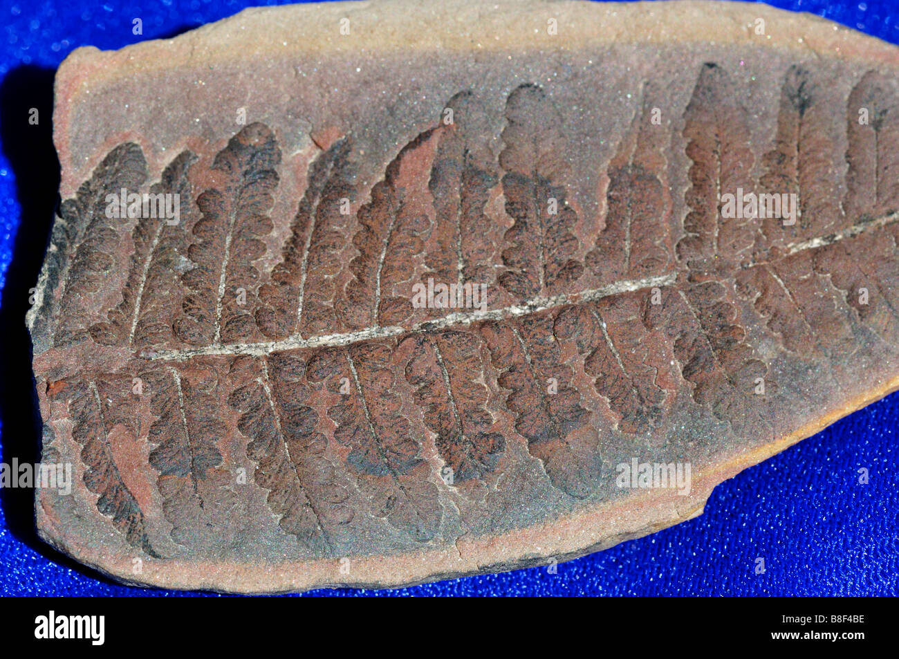 Fossil fern Pecopteris of Pennsylvanian age (Carboniferous) from Mazon ...