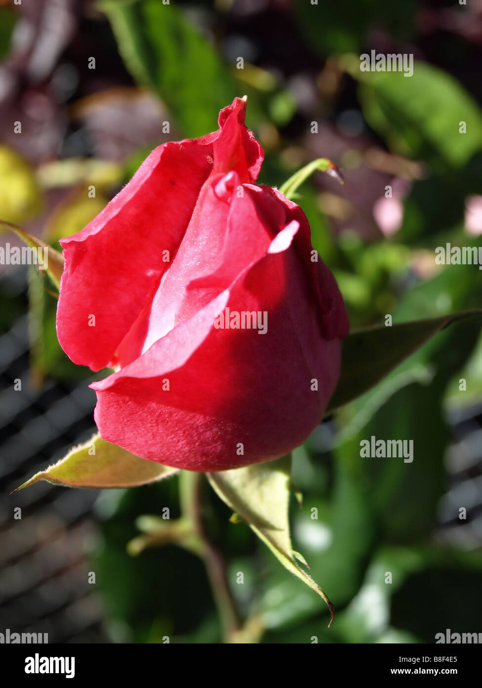A beautiful rose bud in a garden of green leaves Stock Photo - Alamy