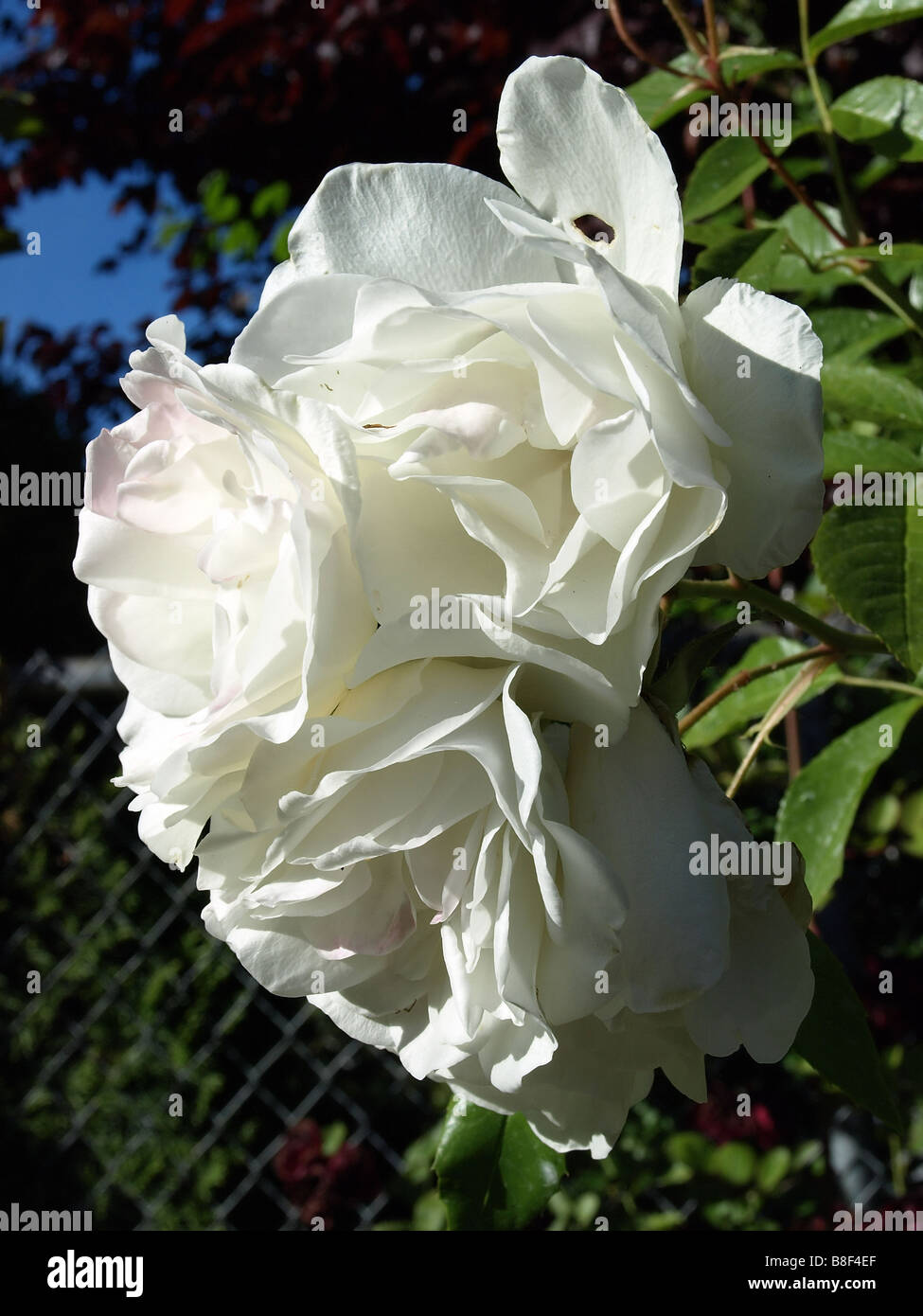 Bunched roses hi-res stock photography and images - Alamy