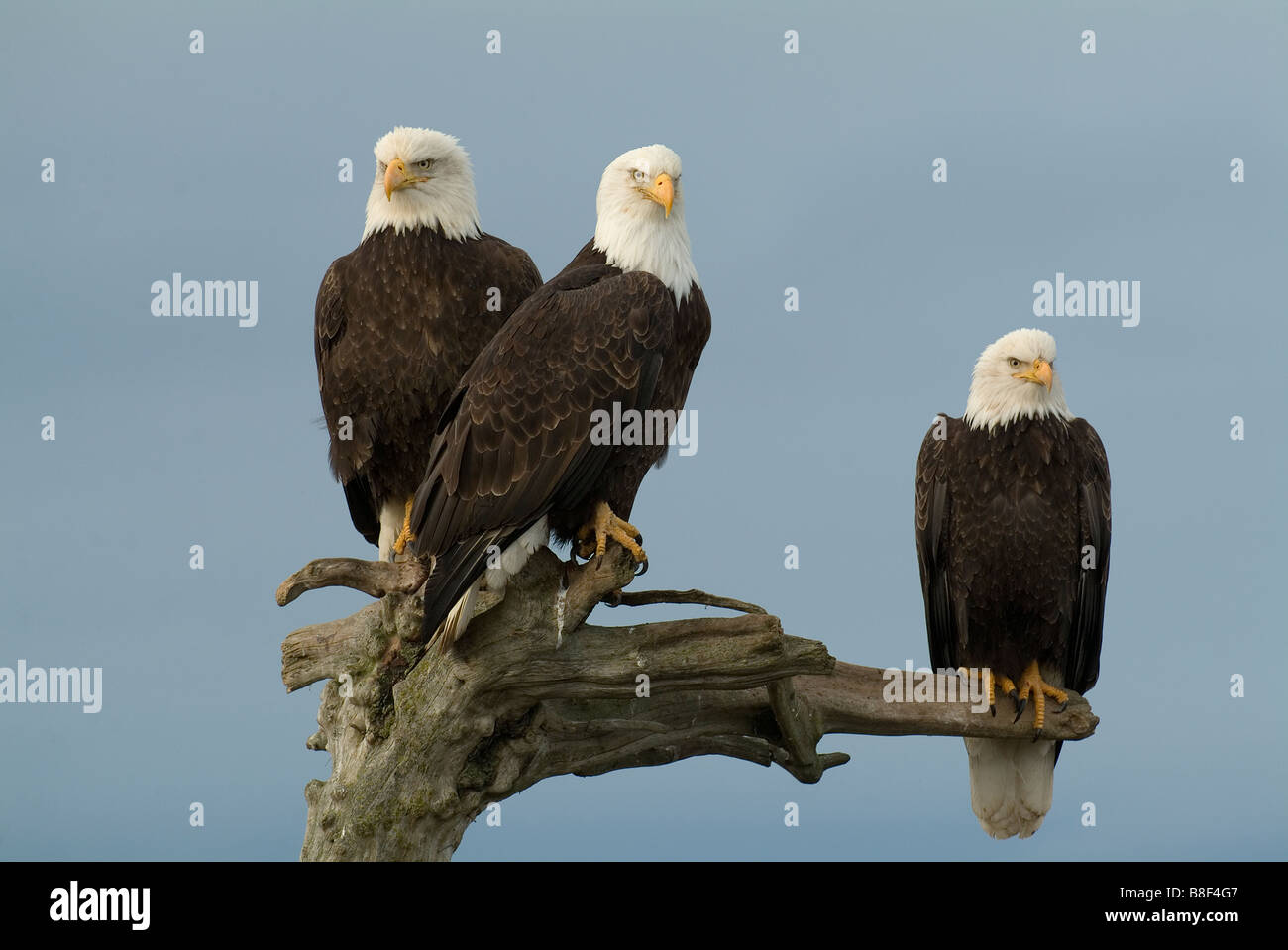 Bald Eagles Haliaeetus leucocephalus Homer Alaska Stock Photo - Alamy