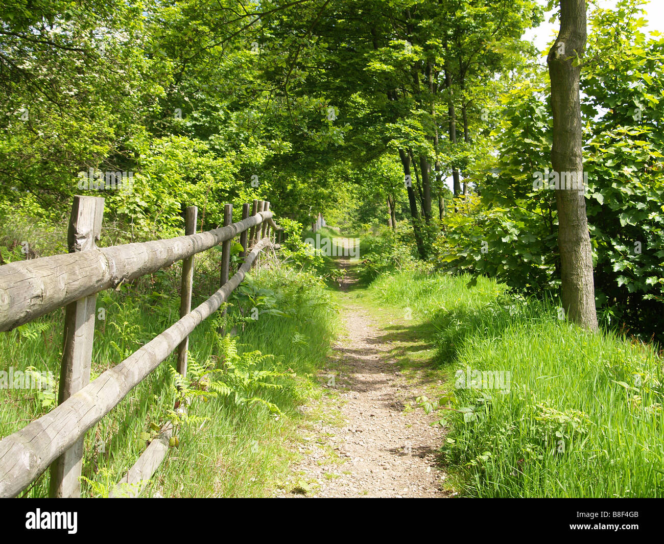 A woodland path through Sherwood Forest, Nottinghamshire England UK ...