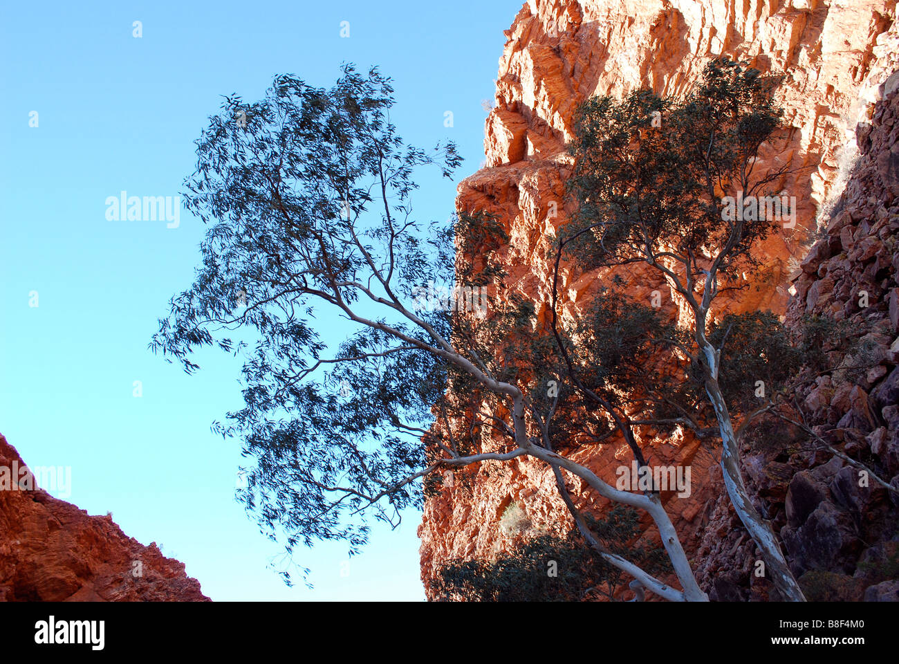 Ghost Gum Tree, Simpsons Gap, Northern Territory, Australia Stock Photo ...