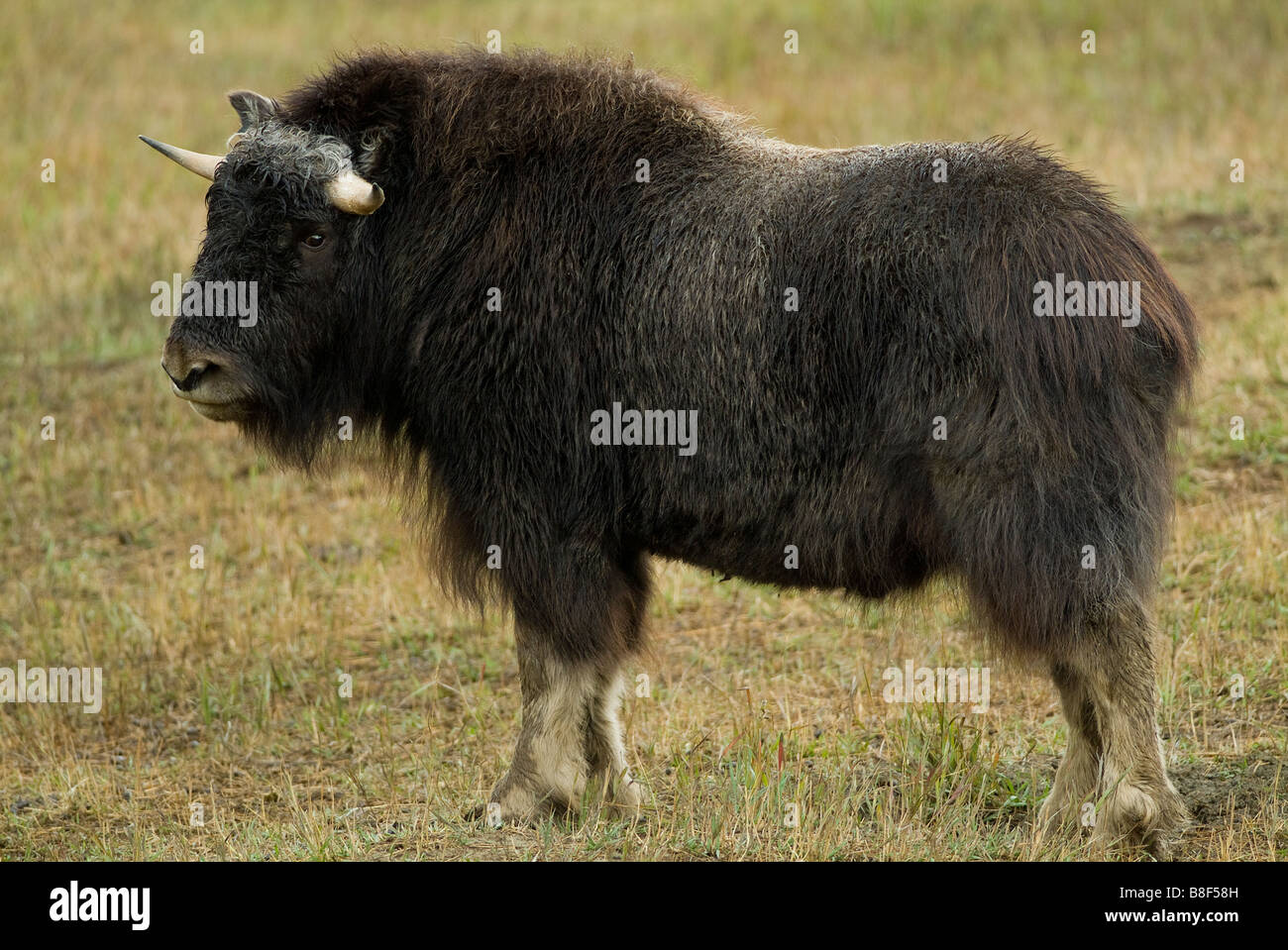 Musk Ox muskoxen musk oxen Ovibos moschatus Alaska Canada Stock Photo ...