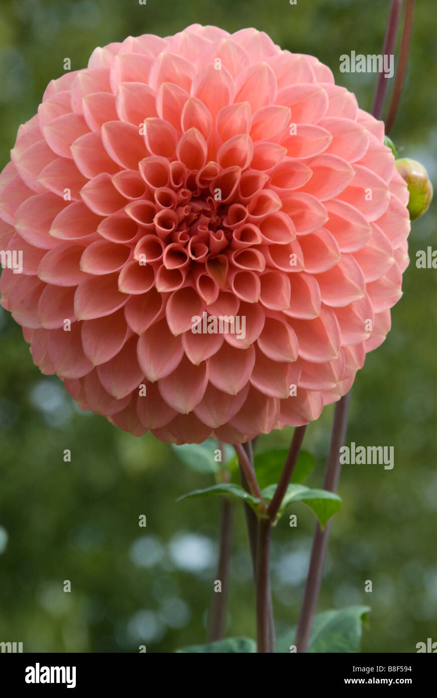 Single dahla hi-res stock photography and images - Alamy