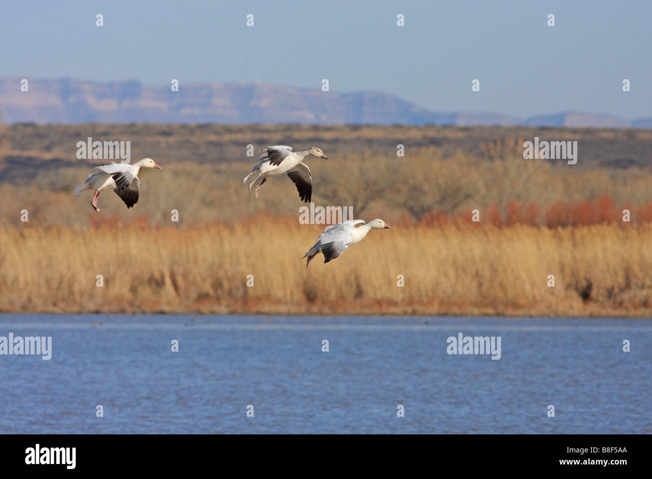 Snow Geese over lake Stock Photo - Alamy
