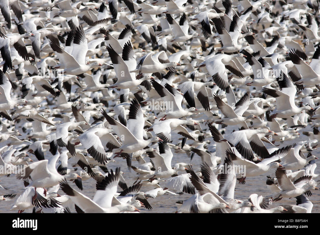 Snow Geese flock Stock Photo - Alamy