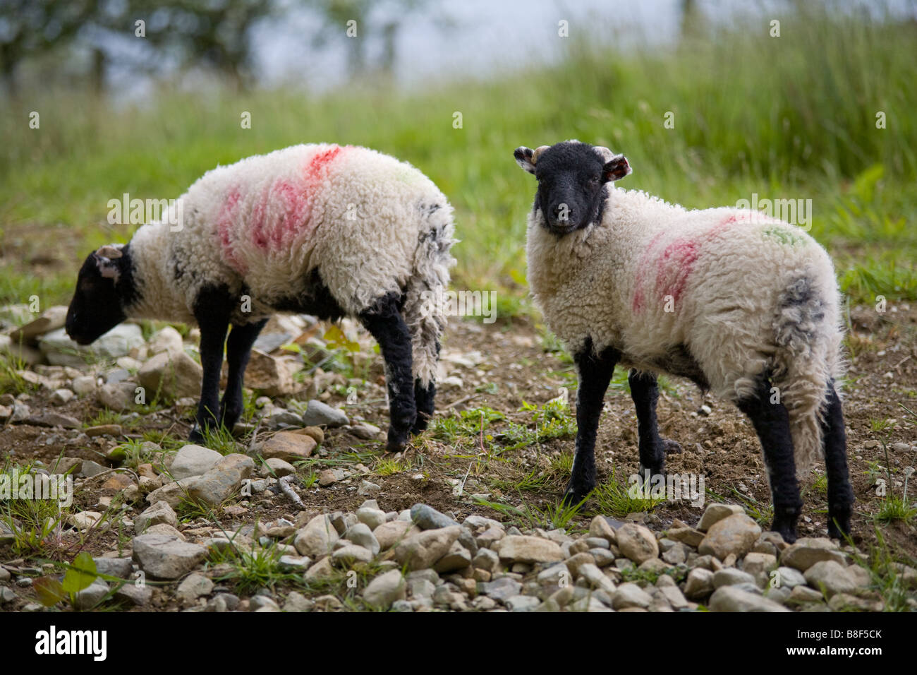 Branded sheep hi-res stock photography and images - Alamy